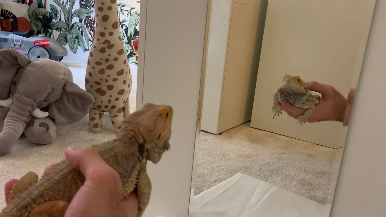 Lizard sees himself in the mirror - YouTube