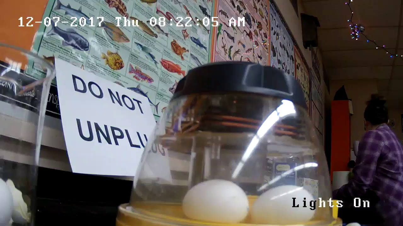 Enjoy. These eggs are moving. Chicken Cam 88 - Due Dec. 6 - YouTube