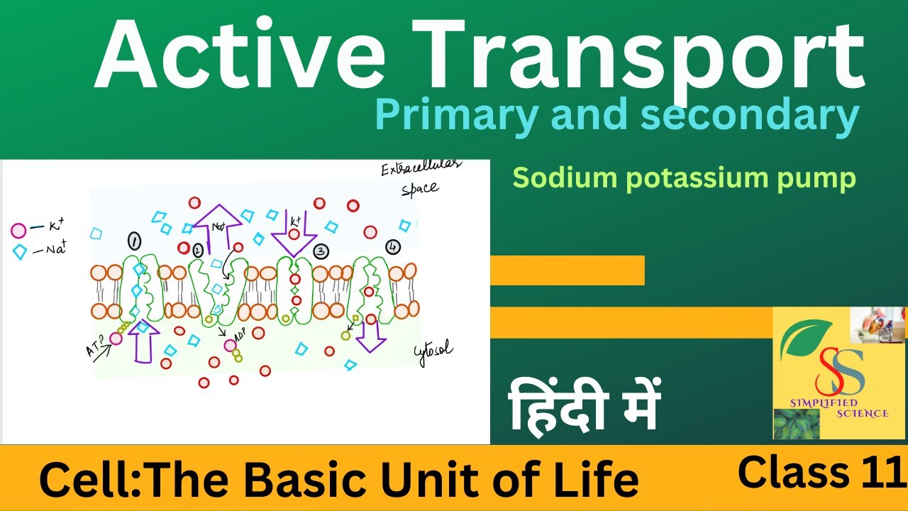 Active Transport /Primary and Secondary active transport//Transport ...