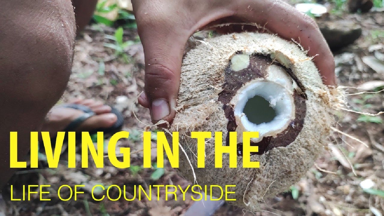 living in the countryside day by day #coconut - YouTube
