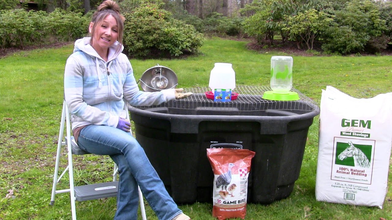 How to Hatch Turkey Eggs (Part 5) Setting up the Brooder ~ Getting ...