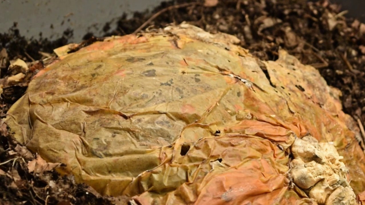 Close-up action of worms eating - YouTube