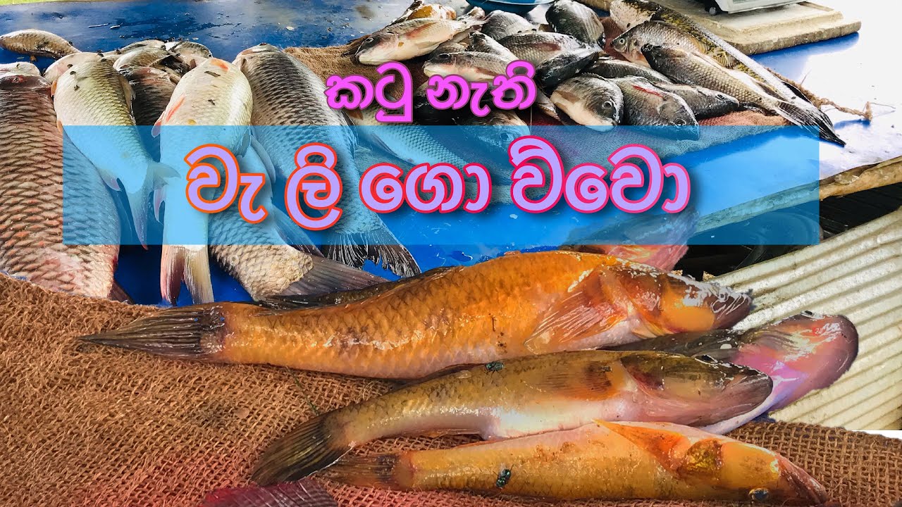 SL " waligowwa" amazing fish 😍 village Fish cutter.#cutting_skills # ...