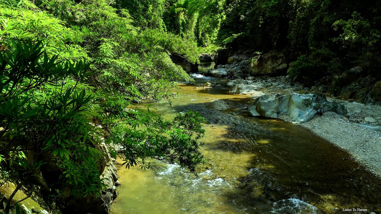 Soothing River In Deep Forest, Birds Singing, Forest Sounds, Relaxation ...