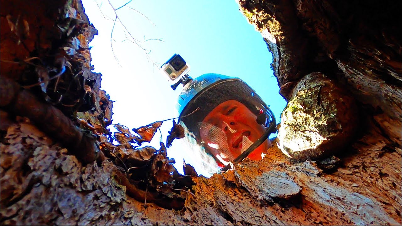 Dangerous FREAK Trees - YouTube