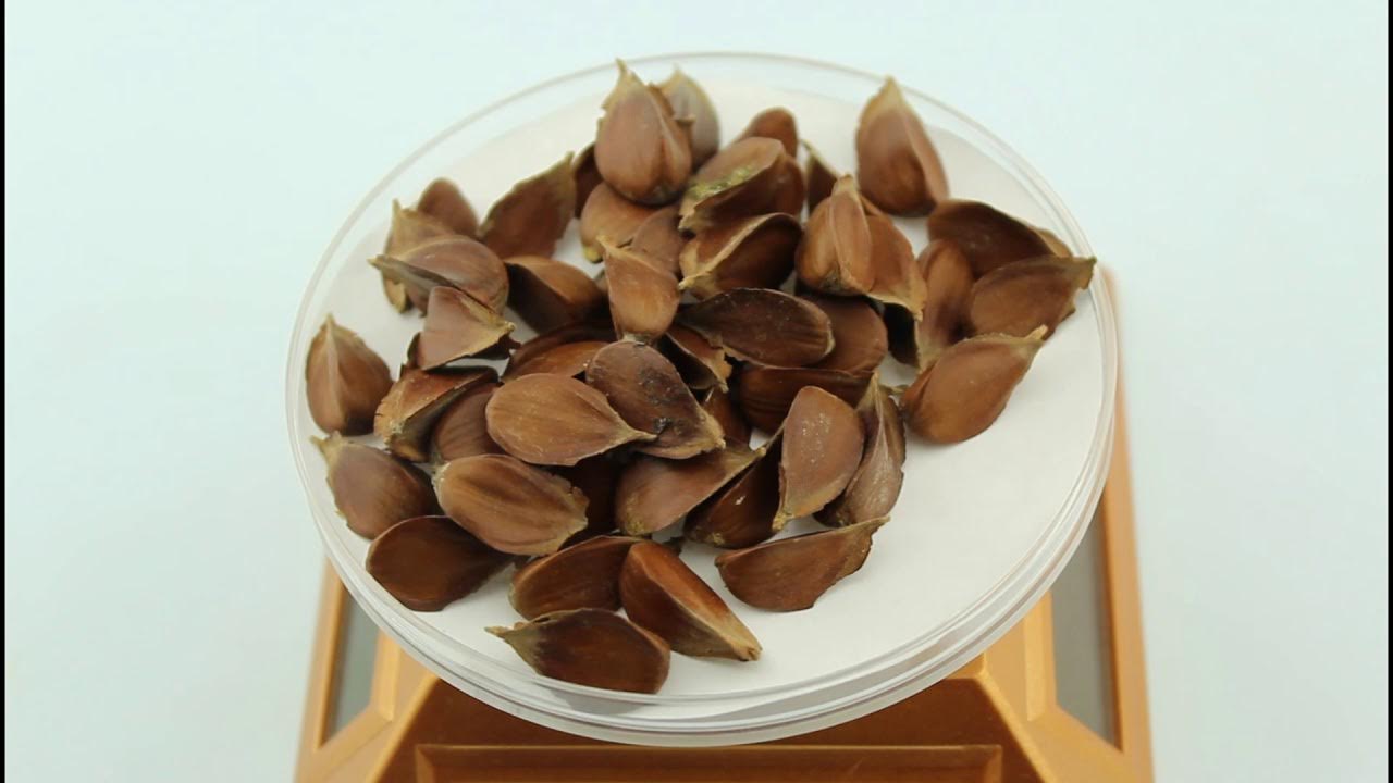 Семена бука лесного / Fagus sylvatica, ТМ OGOROD - YouTube