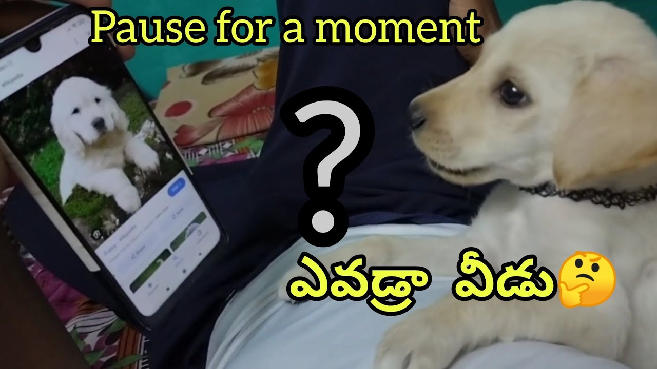 Leo Detective Work.... || Sniffing Out a New Buddy!!! || #puppy #dog # ...