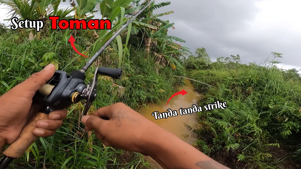 SPOT REPEAT TERNYATA MEMBUAHKAN HASIL || ROYAL CHANNA ROD/SILENT KILLER ...