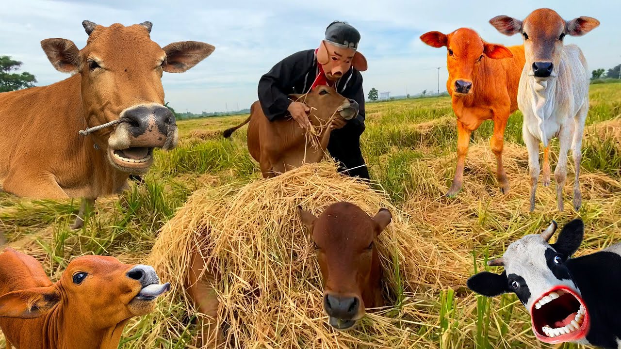 con bò,Con Bò - con bò con - con bò ăn cỏ - tổng hợp nhạc con bò - bài ...
