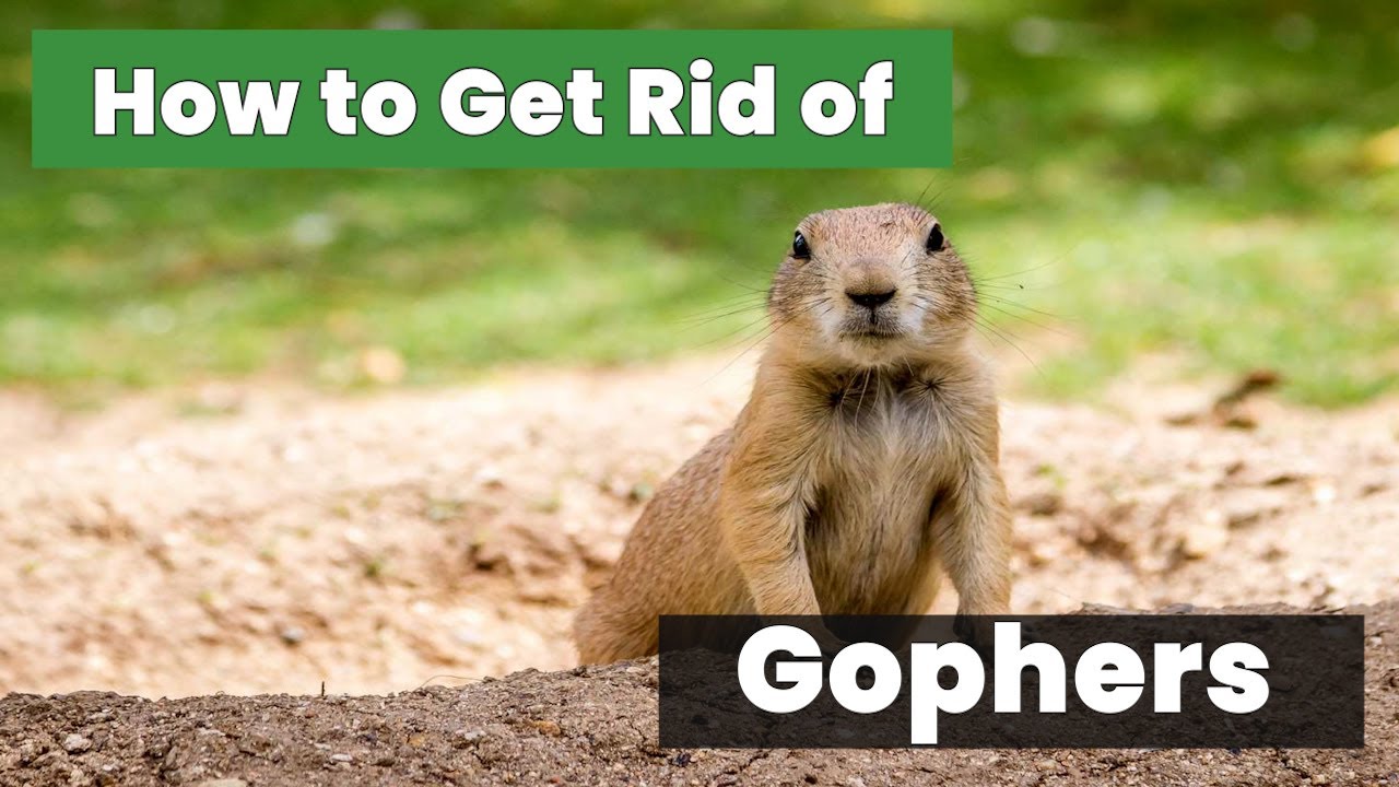 How to Get Rid of Gophers: Proven Methods That Work - YouTube