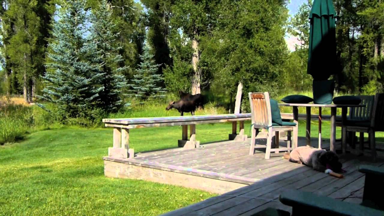 Backyard Moose 9-9-11 - YouTube