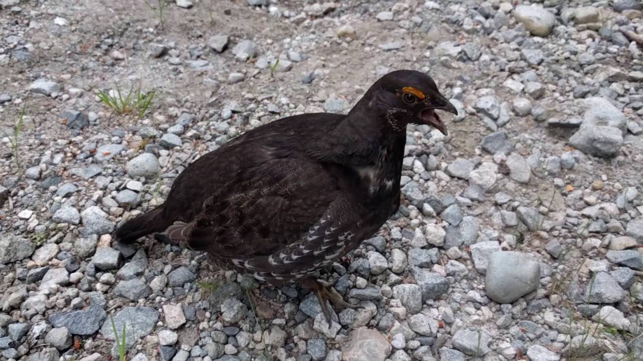 Angry Grouse Ride - YouTube