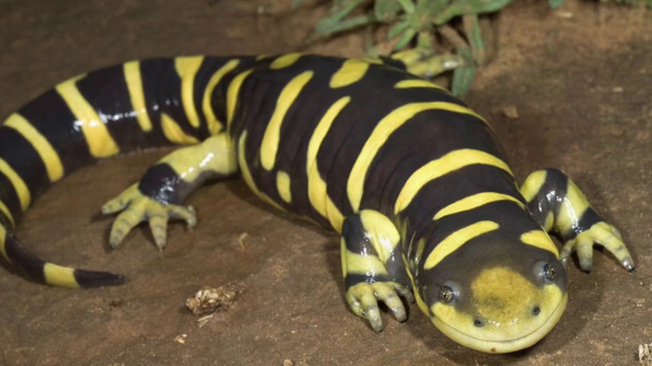 Salamanders - YouTube