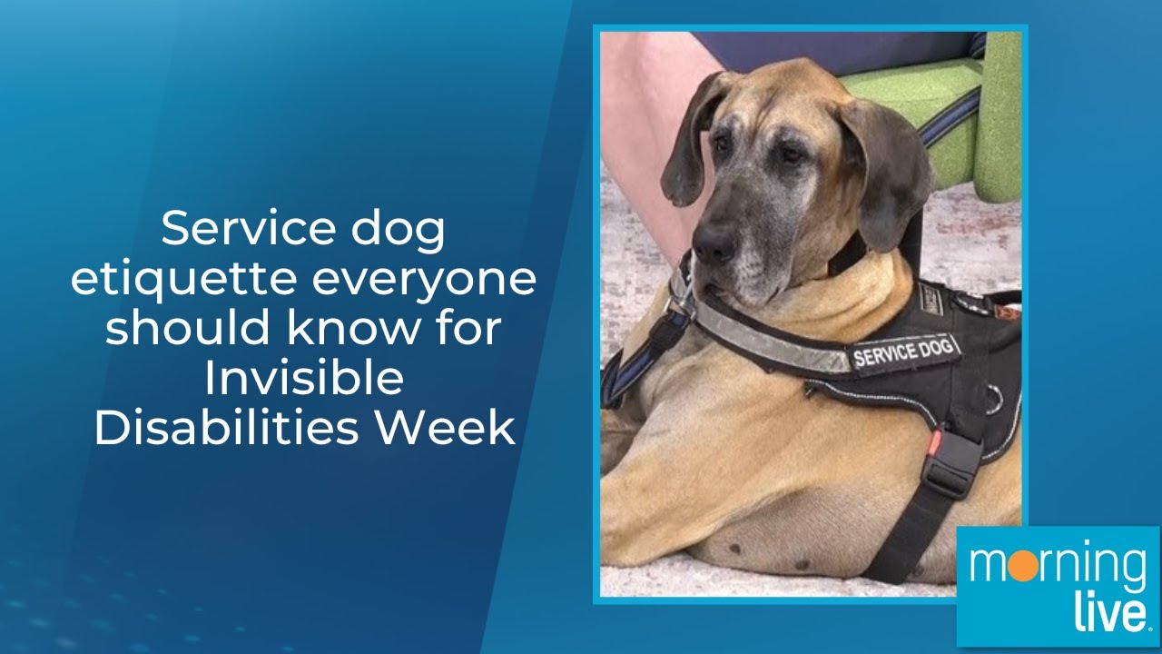 Service dog etiquette everyone should know for Invisible Disabilities ...