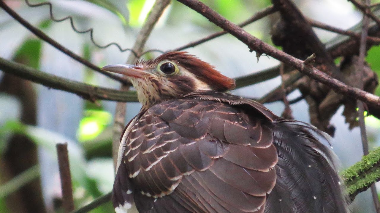 Pheasant Cuckoo singing - YouTube