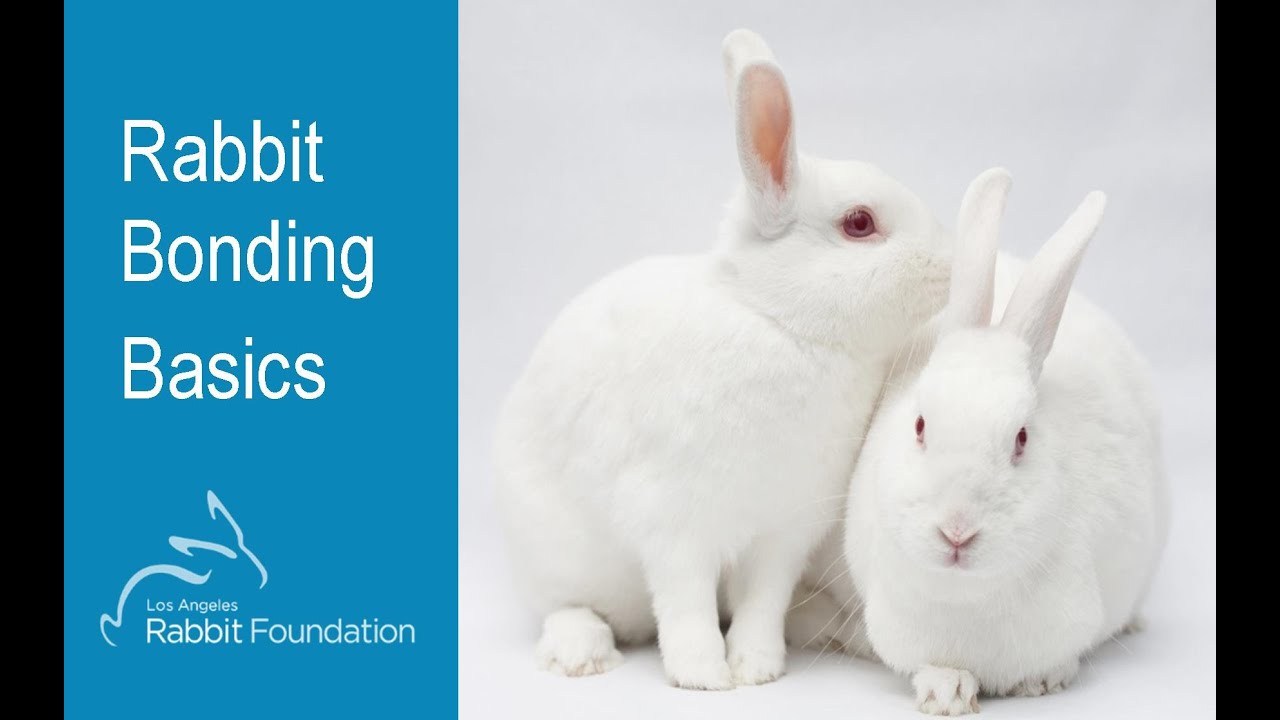 Bunny Bonding Basics - YouTube