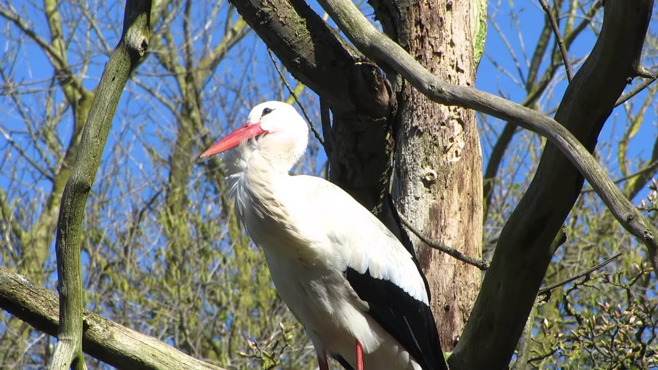 Stork bill-clapping - YouTube