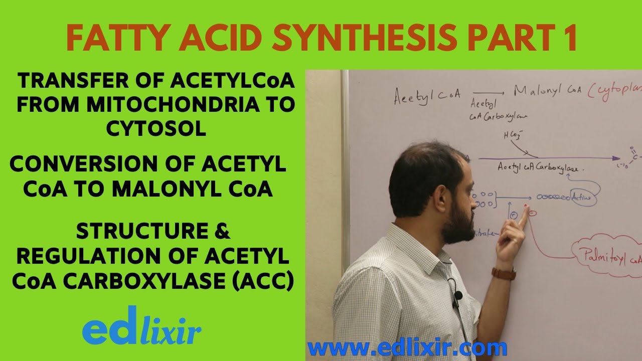 FATTY ACID SYNTHESIS - PART 1| BIOCHEMISTRY - YouTube