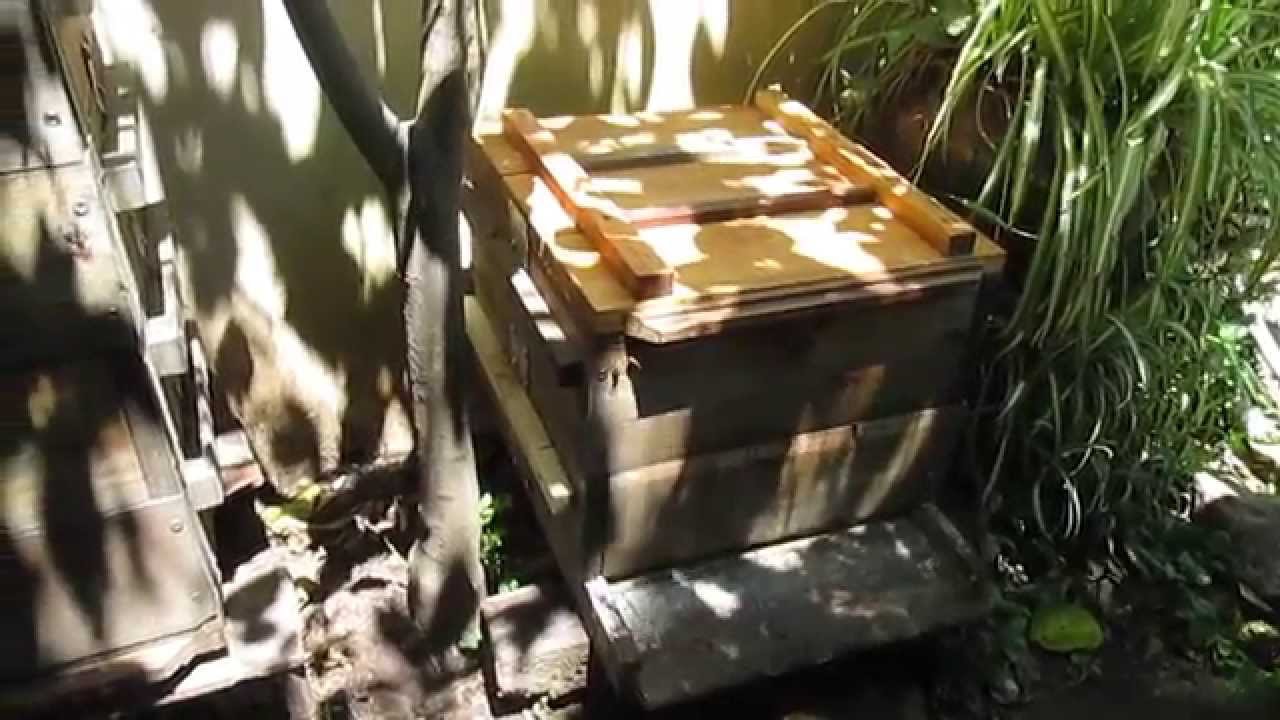 Colmena Natural Cuadrada B - Nro. 27 - Casa Moreno - 20-11-15 - YouTube