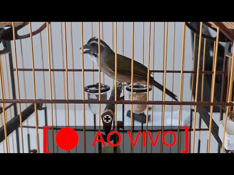 Esse é  MAQUINA de TORNEIO Cantando muito AO VIVO!! Trinca Ferro DESTRUIDOR! ((+50minutos))