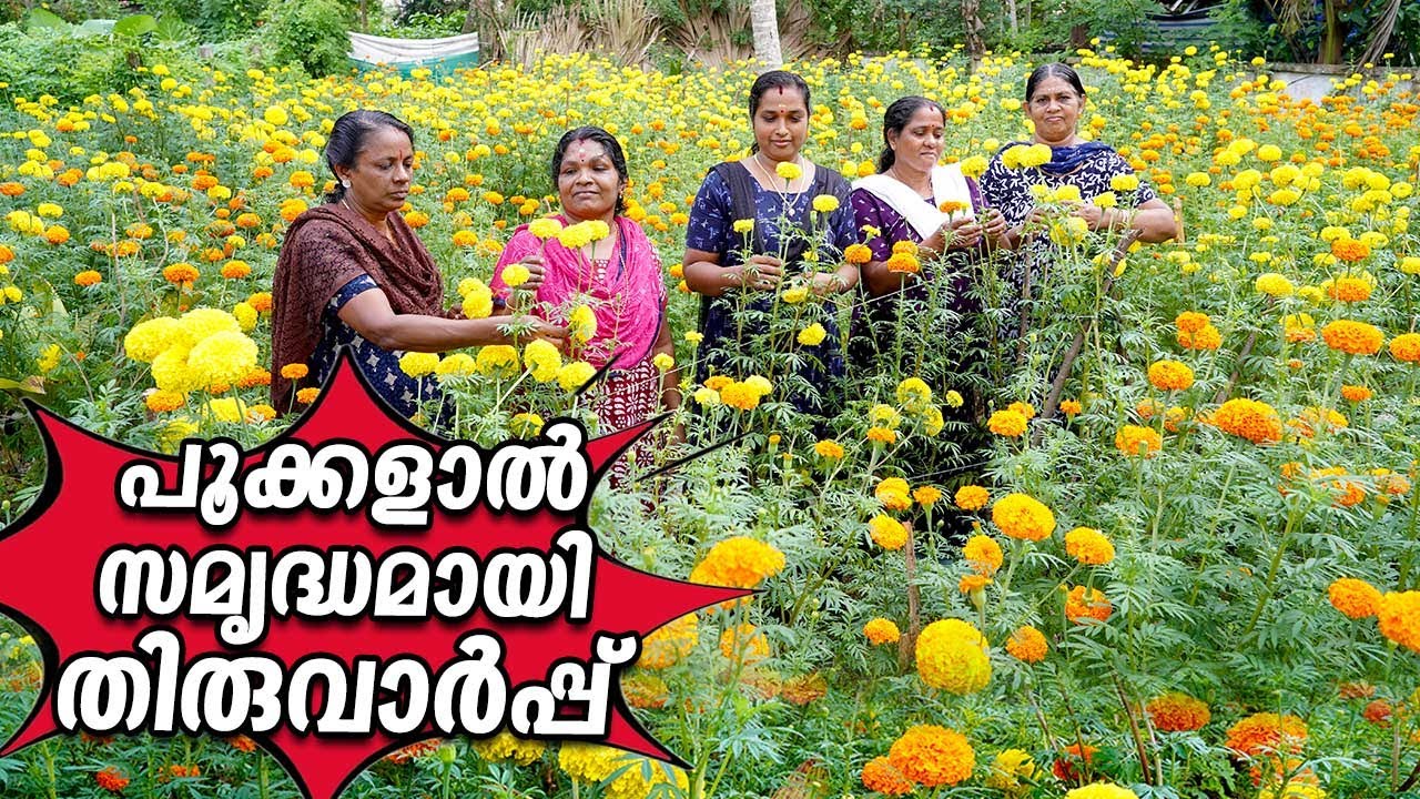 പൂക്കളാല്‍ സമൃദ്ധമായി തിരുവാര്‍പ്പ്‌ | Thiruvarppu Flowers - YouTube