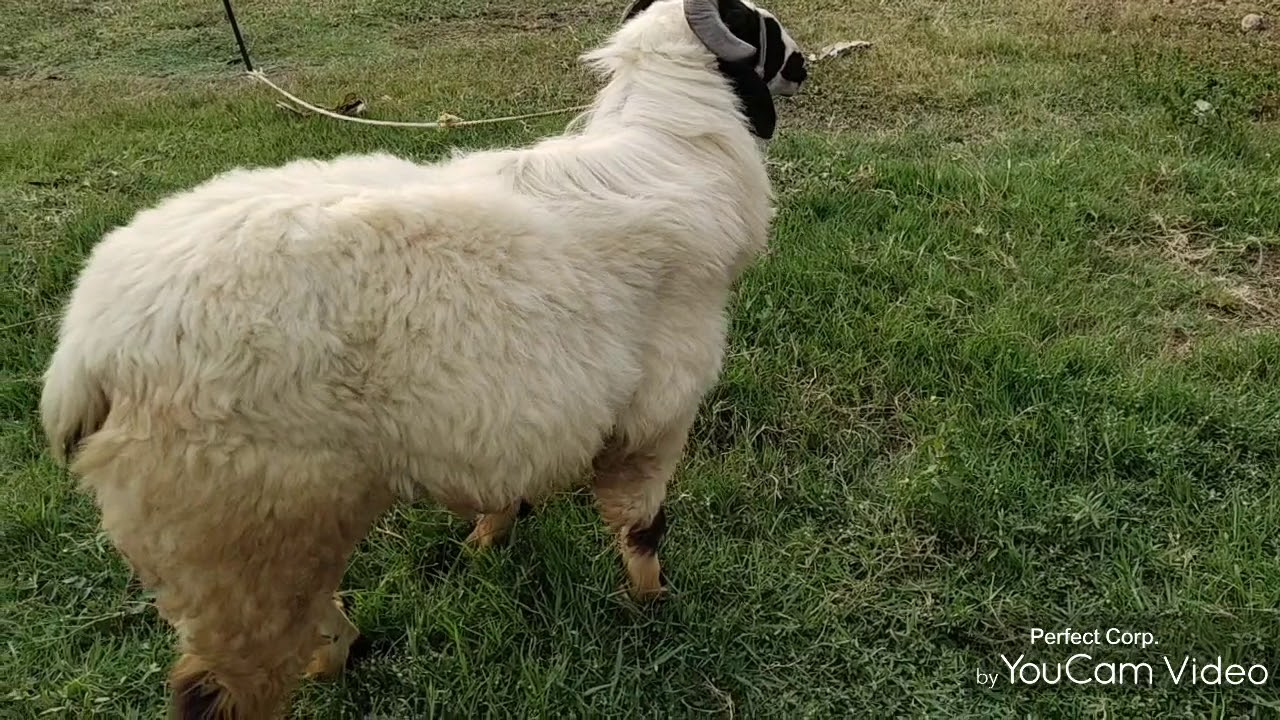 #!!White tiger#(sheep's from Khan's)(8919745992) - YouTube