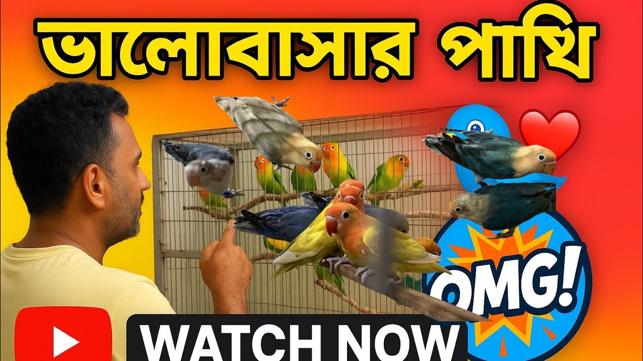 লাভবার্ডস ফ্রি! | মামুন ভাইয়ের খামার থেকে বিশেষ উপহার | O M G Aviary - YouTube