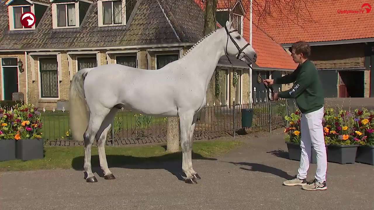 Dakar VDL Stud Stallionshow 2020 - YouTube