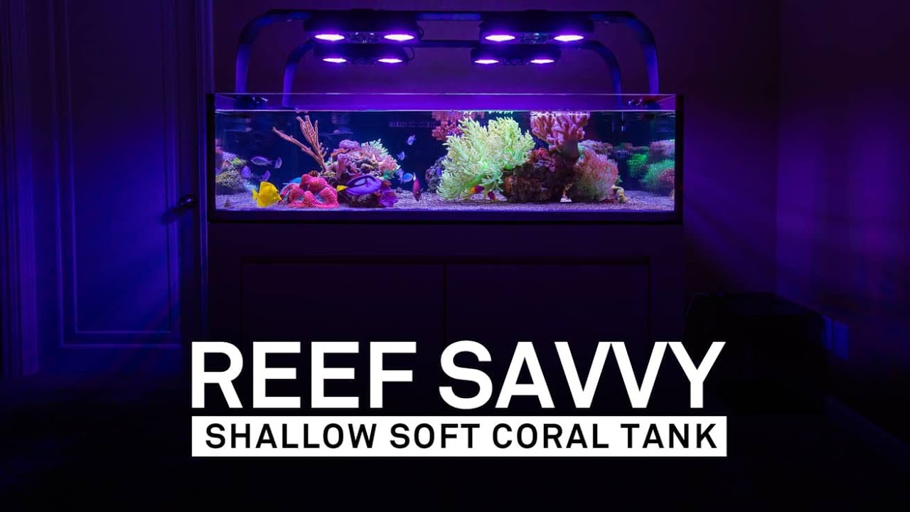 Reef Savvy: Shallow Soft Coral Tank - YouTube