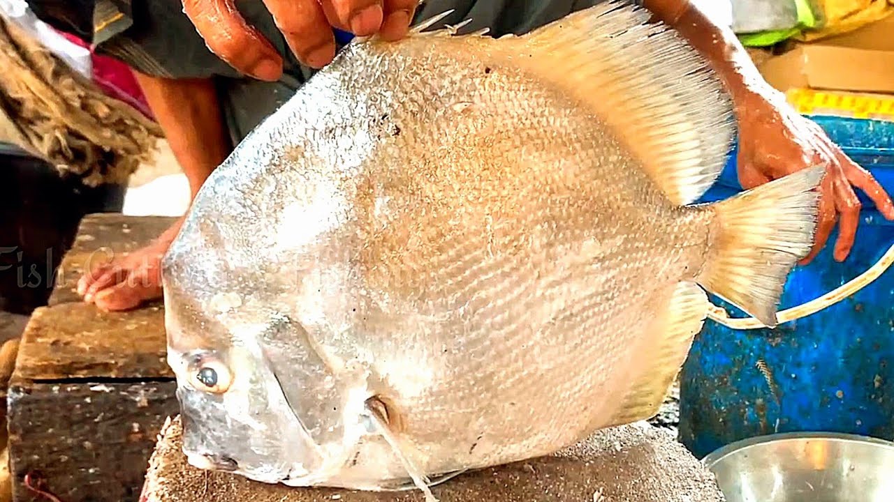 Most Expensive Giant Bat Fish Cutting Skills Fish Market | Amazing Live ...
