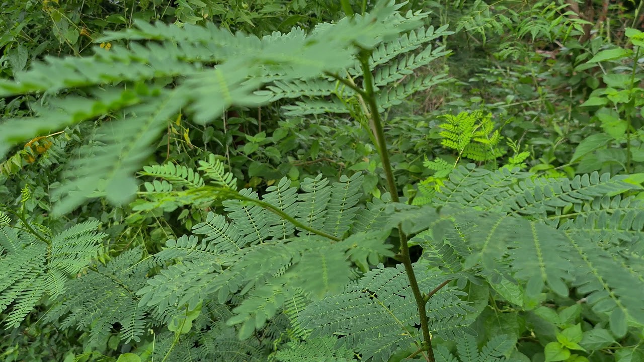 Samsung galaxy s20 plus sample video  (1080p)