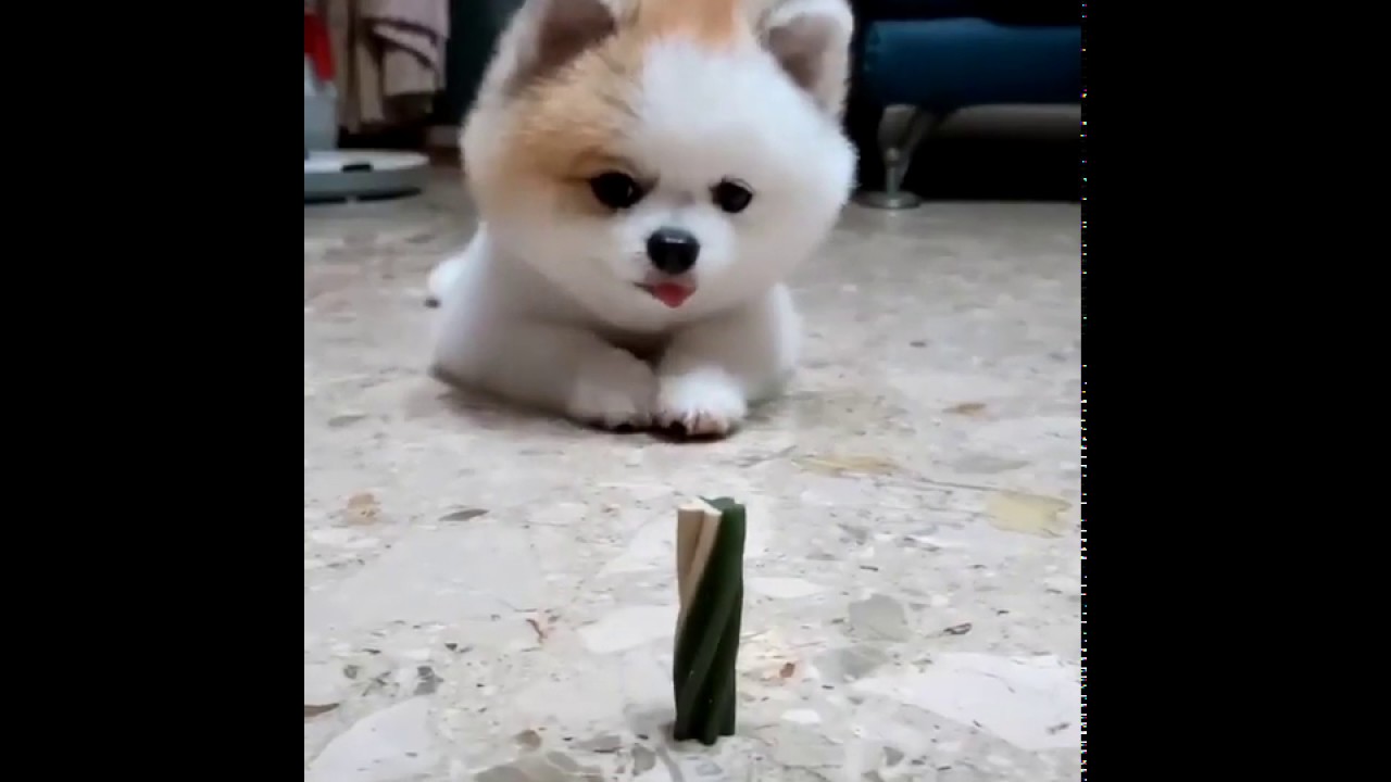 Animals Reaction | Funny And Cute Animals Compilation 2020 Cute Moment ...