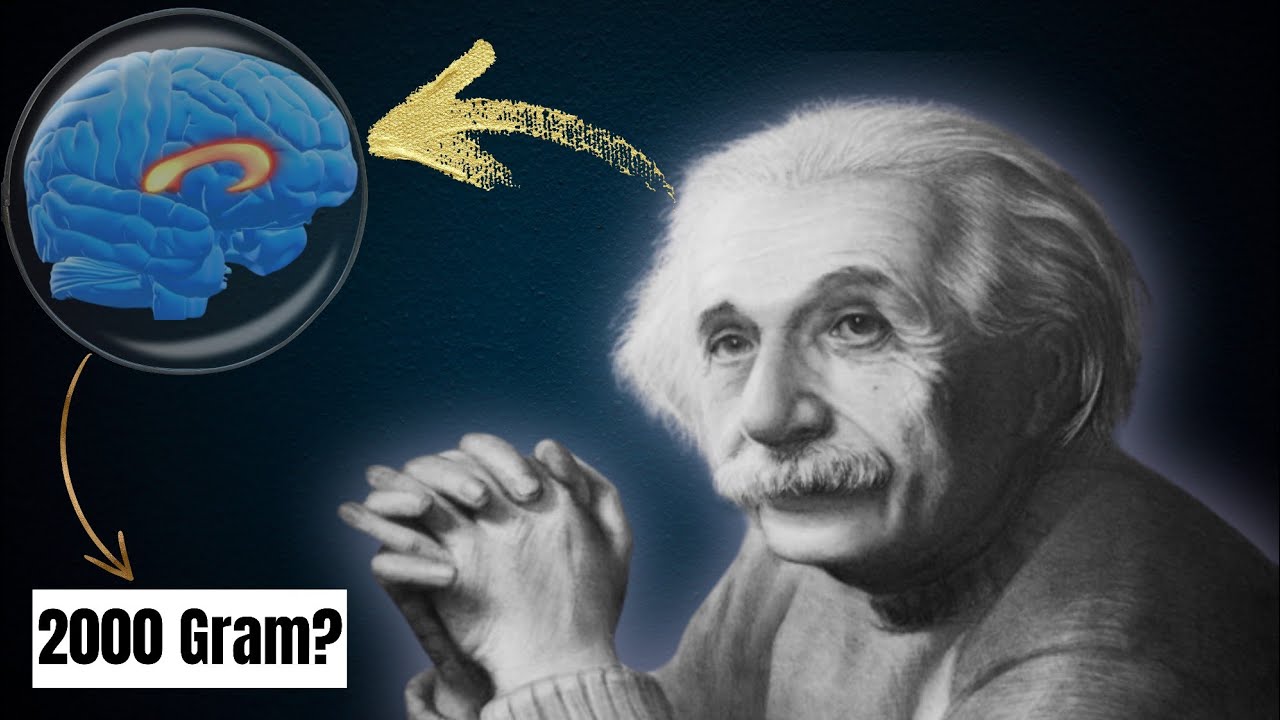How Einstein's Brain Was Different from Normal Person? - Albert Einstein's Brain Story-3D RS Ki ...