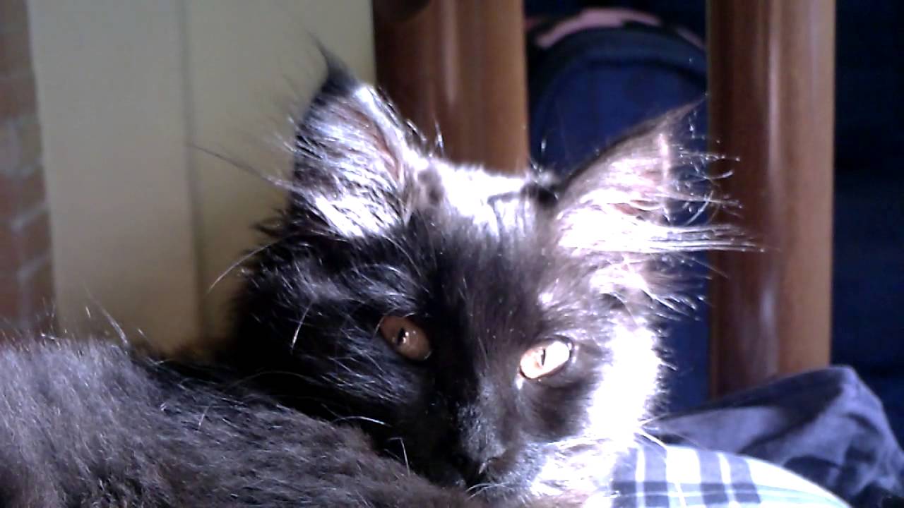 vero relax di gatto, Lana - YouTube