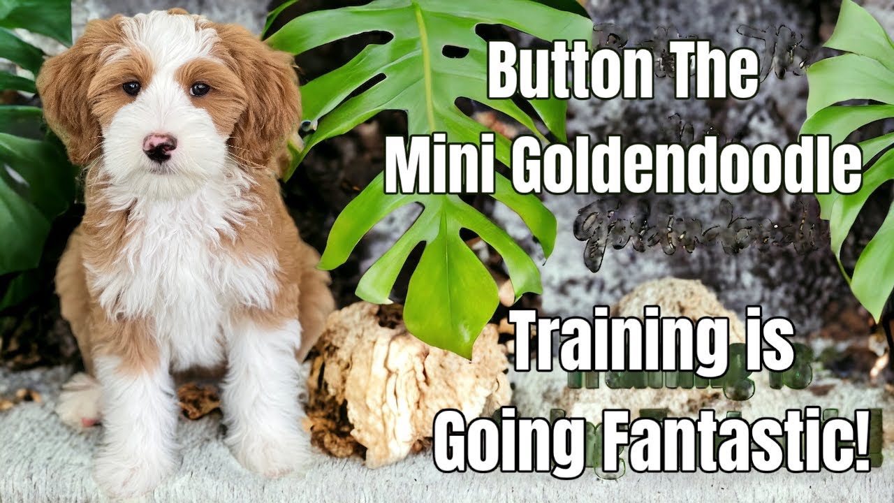 Miss Button is Almost 2 Weeks Into Training and It Is Going Fantastic ...