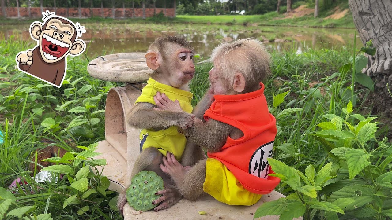 Funny Baby Monkey Lyon & Liza Play Really Hard And Look Funny. 🙈🙉😂 ...