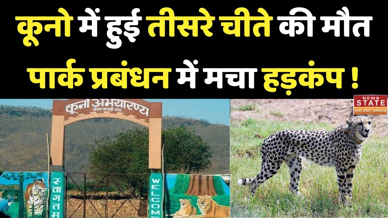 Kuno National Park : कूनो में हुई तीसरे चीते की मौत, पार्क प्रबंधन में ...