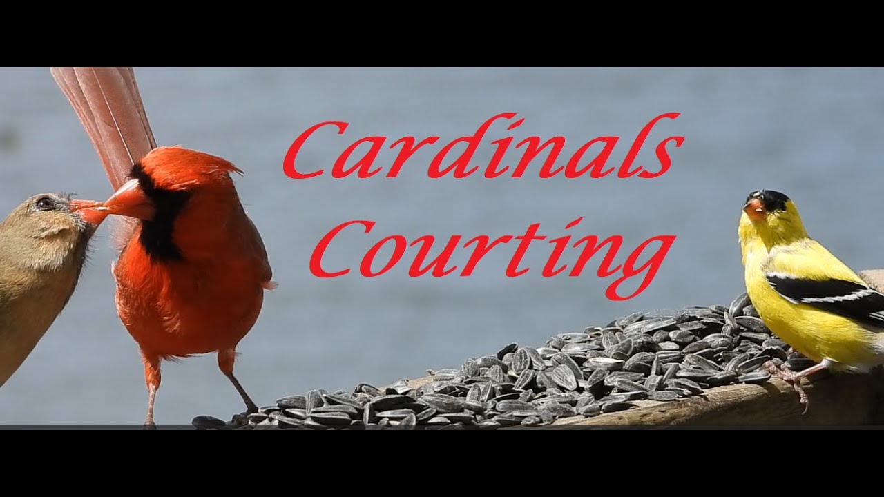 Cardinals Courting For Love - YouTube
