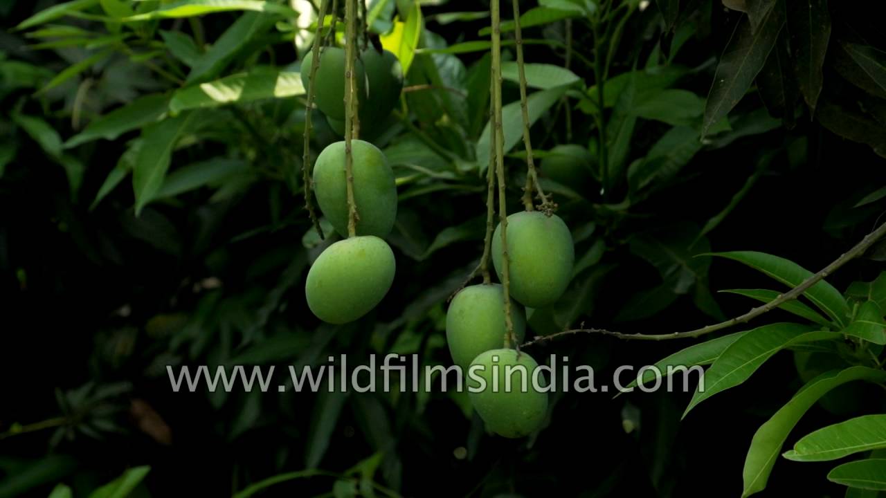 Raja mango variety and cross breeding of Mangos in Malihabad - YouTube