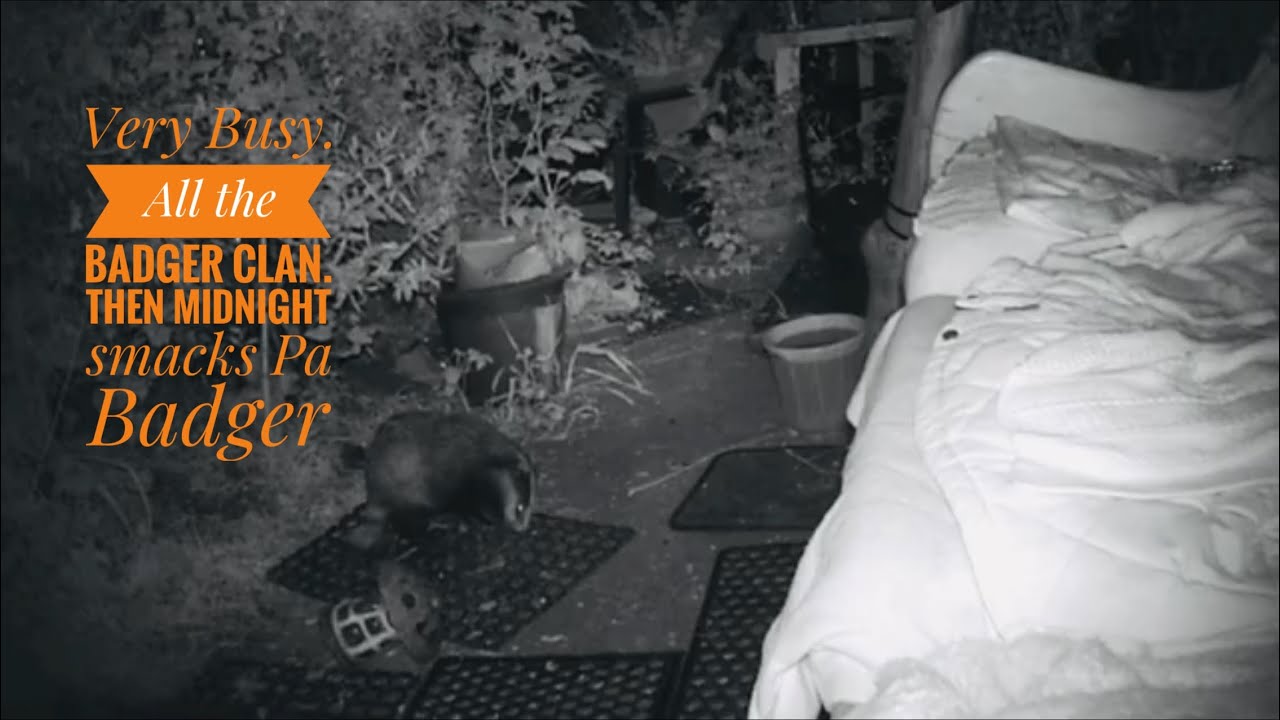Badger son gets pushed by Pa Badger. Midnight comes along & repeatedly ...