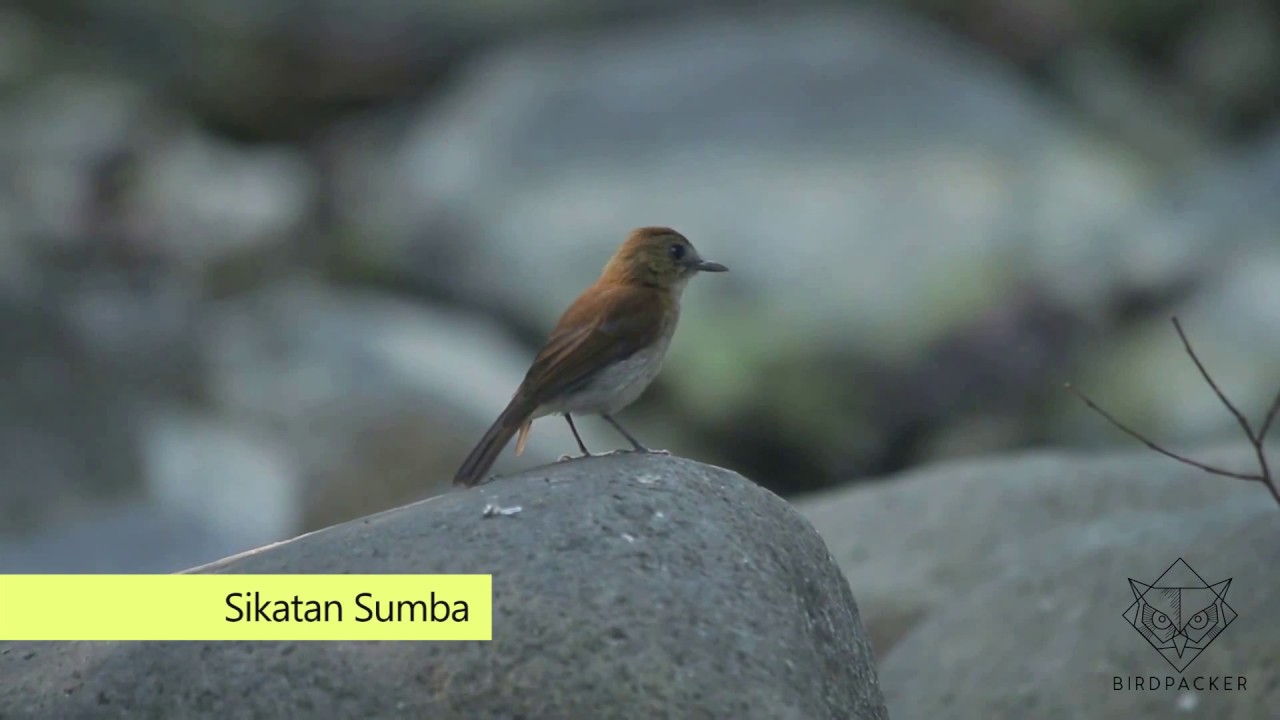 Sumba Brown Flycatcher - Sikatan Sumba - YouTube