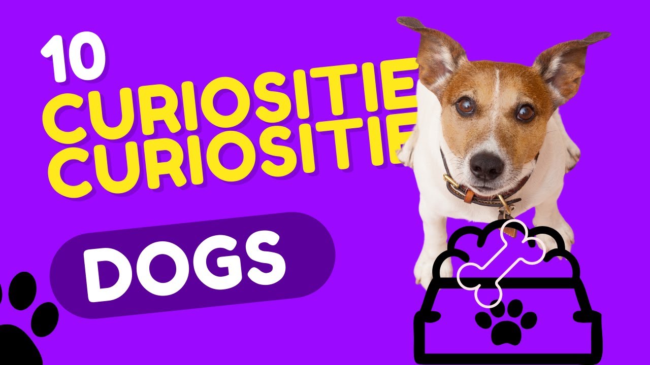 10 Amazing Facts About Dogs YouTube 10-amazing-facts-about-dogs-youtube