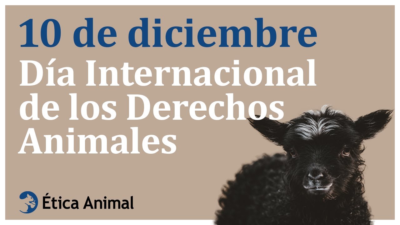 10 de diciembre - Dia Internacional de los Derechos Animales - YouTube