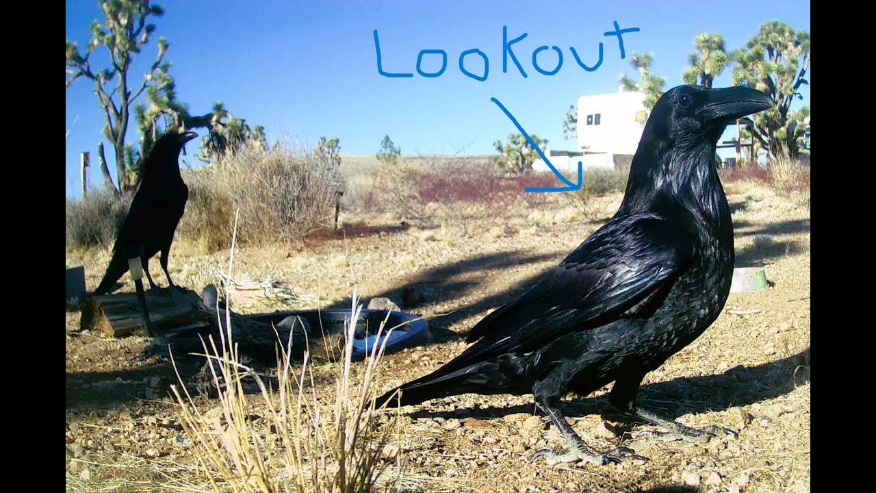 Ravens Are Hunting Together in Arizona - YouTube