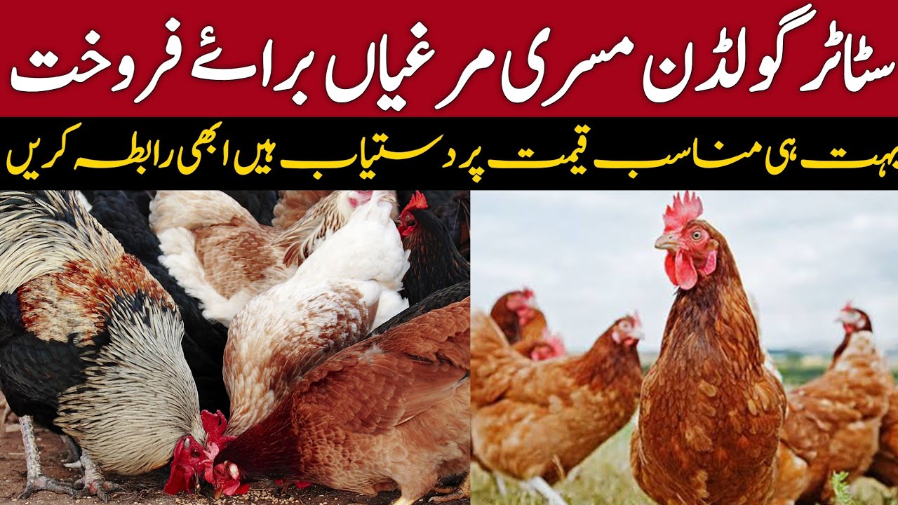 Starter Golden Misri Murgiyan For Sale | Golden Misri Murgi For Sale ...