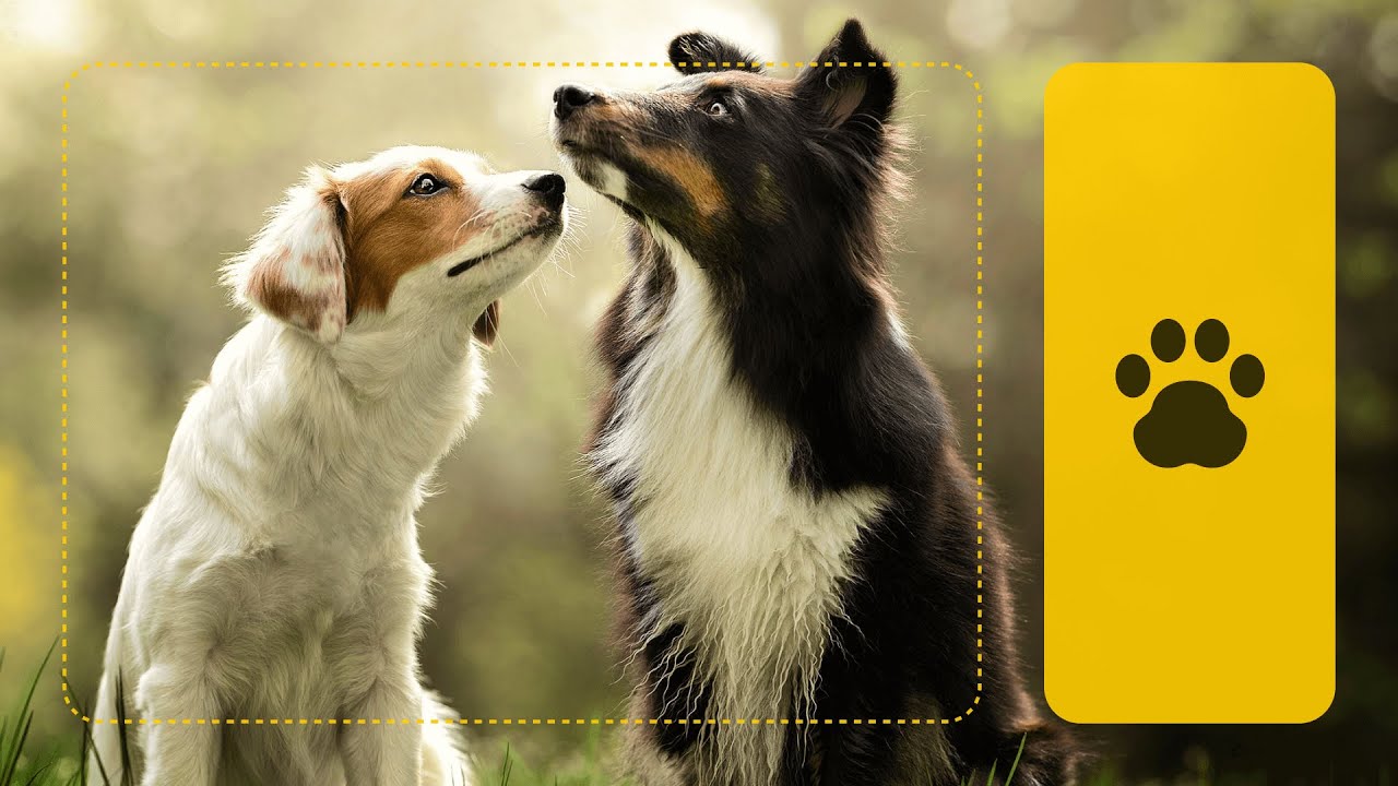 The Natural Habitat of Dogs. Sounds of Nature. - YouTube