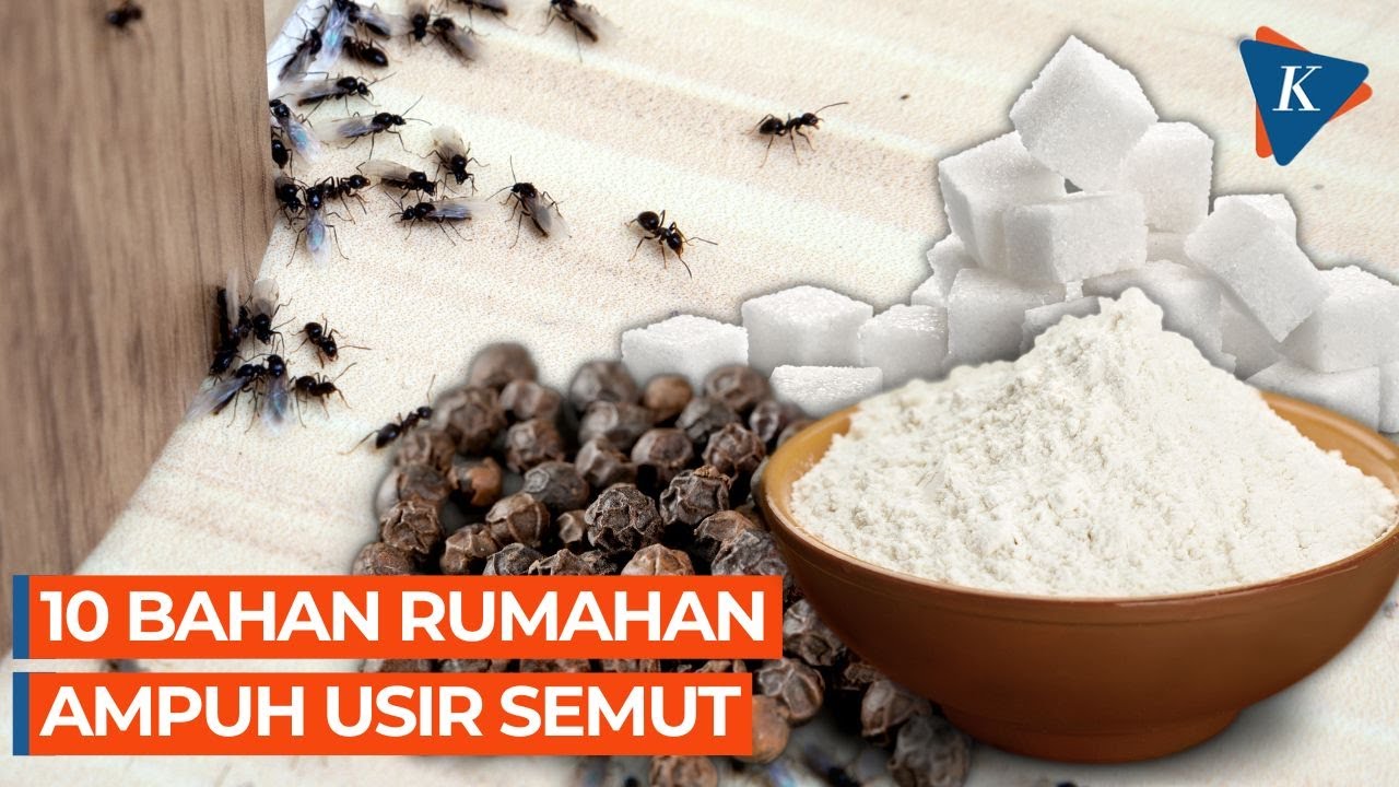 10 Bahan Rumahan Pembasmi Gerombolan Semut, Apa Saja? - YouTube