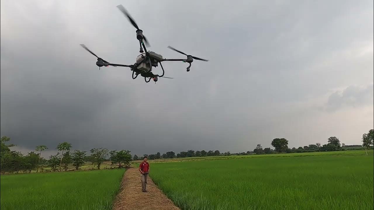 Sow fertilizer for rice by DJI T20pro - หว่านปุ๋ยนาปีโดย DJI T20pro หว่านปุ๋ย - YouTube