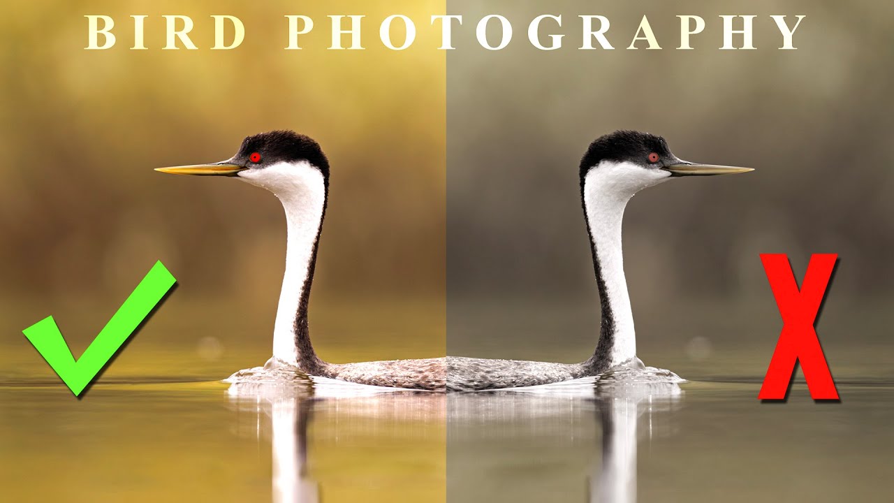Bird Photography photo editing Create stunning bird photos - YouTube