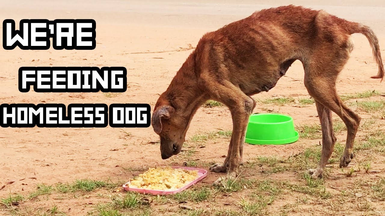 Feeding food to homeless dog lying on ground, She needs protein food ...
